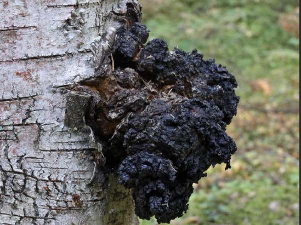 berzo grybas skelbimai - Skelbiu.lt