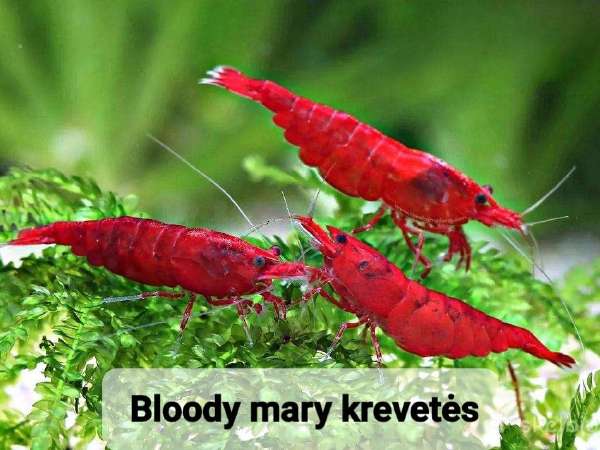blue krevetes skelbimai - Skelbiu.lt