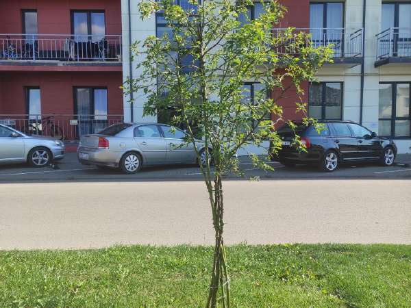 augalai rozes skelbimai - Skelbiu.lt