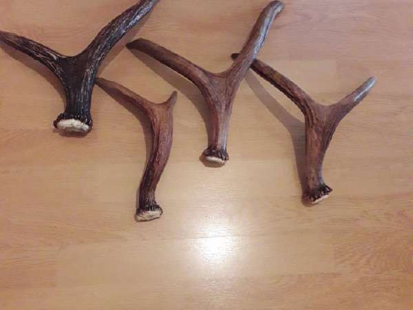 briedzio ragai skelbimai - Skelbiu.lt