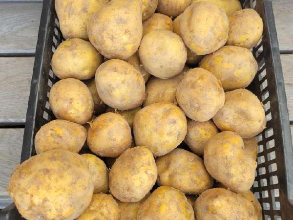 Įvairios paskirties bulvės - Skelbiu.lt