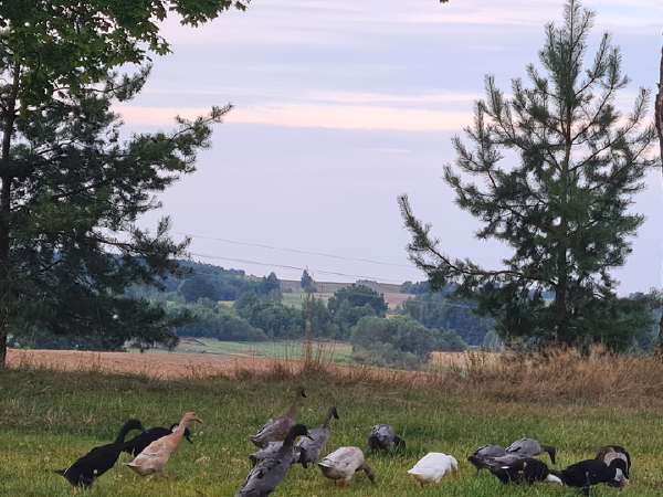 antys skelbimai - Skelbiu.lt