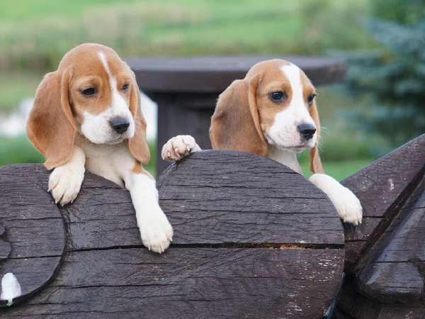 Bigliai šunys - Skelbiu.lt