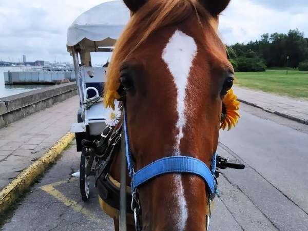 arkliai zirgai amerikos ristunas skelbimai - Skelbiu.lt