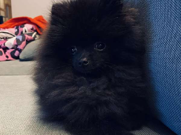 spicas skelbimai - Skelbiu.lt