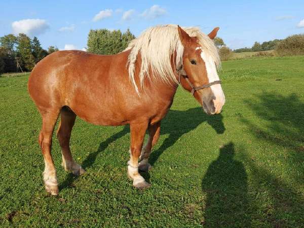 Parduodamas Eržilas - Skelbiu.lt