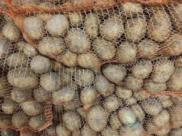 Sėklinės bulvės: Vineta, - Skelbiu.lt