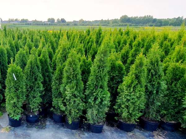 Smaragd Tujos, Bonsai, Pušys, Kadagiai Skroblai - Skelbiu.lt