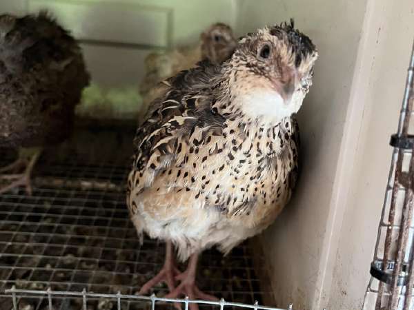 putpeles skelbimai - Skelbiu.lt