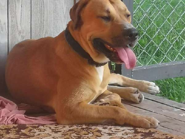 dovanoja suni skelbimai - Skelbiu.lt