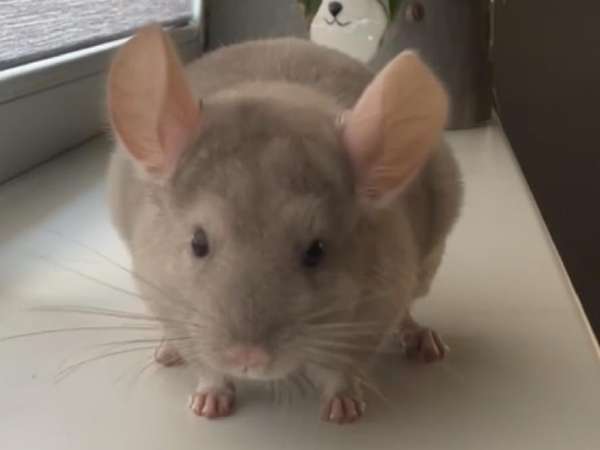 Šinšila, chinchilla (du broliukai) - Skelbiu.lt