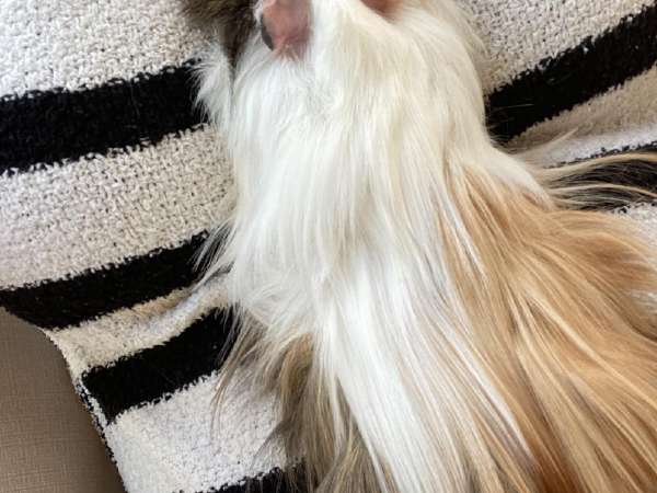 juros kiaulyt skelbimai - Skelbiu.lt