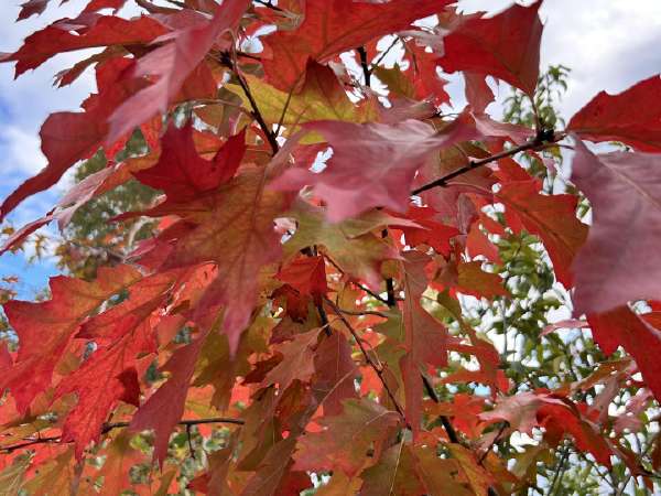 pusys skelbimai - Skelbiu.lt