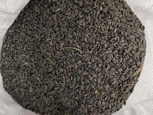 Saulėgrąžos - Skelbiu.lt