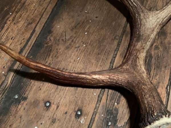 briedzio ragai skelbimai - Skelbiu.lt