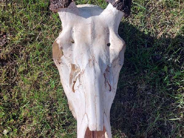 Elnio ragai - Skelbiu.lt