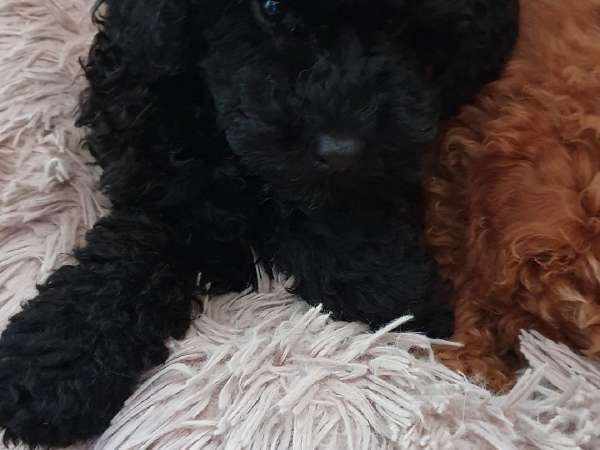 Nykstukiniai pudeliukai - Skelbiu.lt