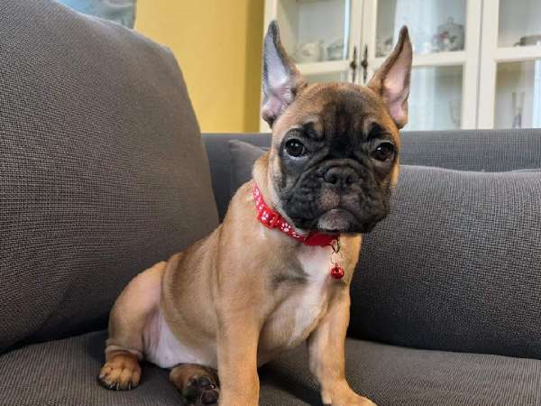 Parduodu Prancūzų Kalytė - Skelbiu.lt