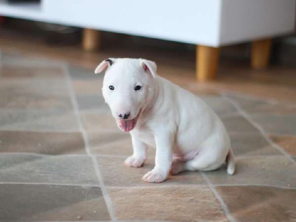 Bulterjero kalyte - Skelbiu.lt