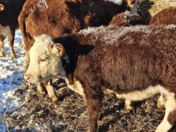 Grynaveislės limuzinų telyčios - Skelbiu.lt
