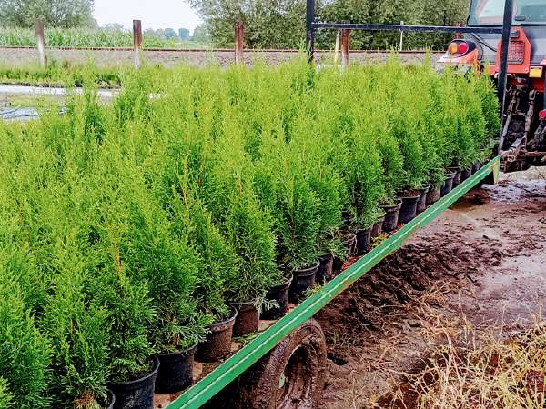 Tujos smaragd multipaletės. - Skelbiu.lt