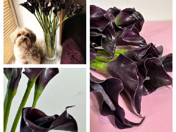 puokste vilnius skelbimai - Skelbiu.lt