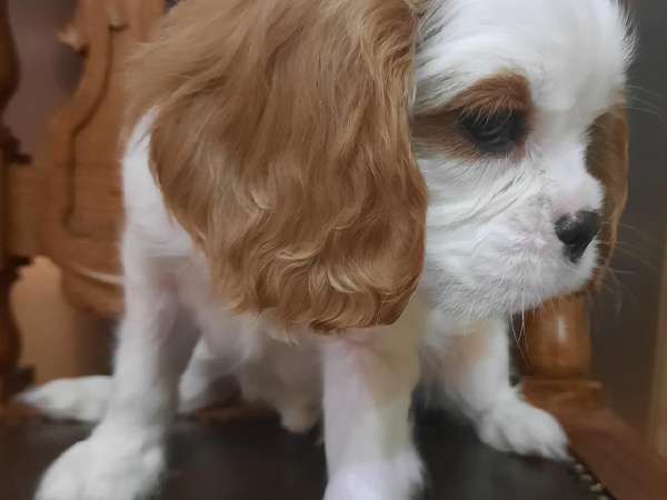 Kavalieriaus Karaliaus Karolio spanielis suniukas - Skelbiu.lt