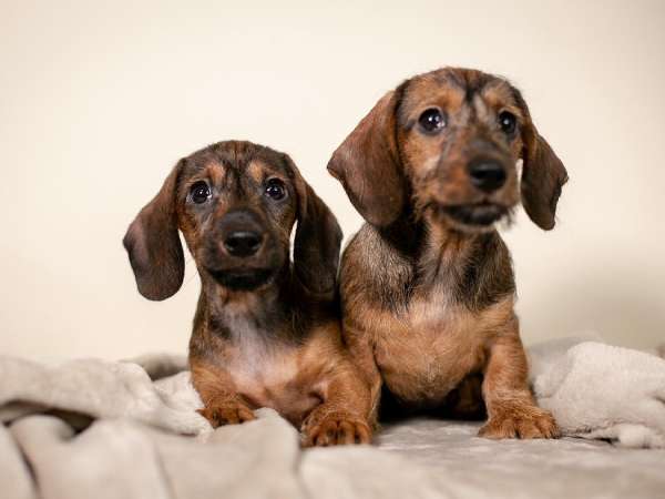 Taksai šunys - Skelbiu.lt