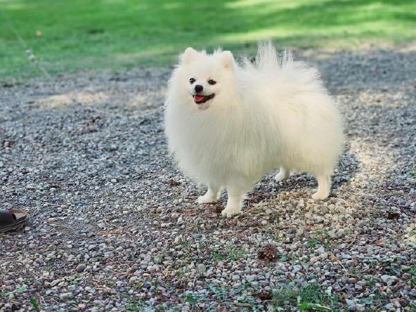 spicas skelbimai - Skelbiu.lt