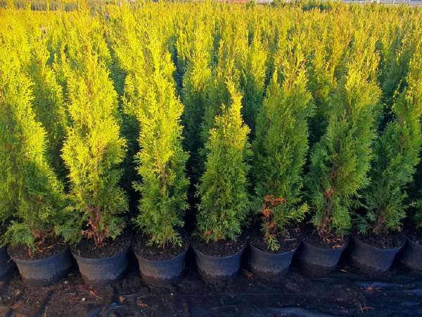 100 tujos skelbimai - Skelbiu.lt