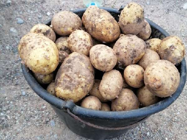 Bulvės Gala vidutinio dydžio 0,30ct/kg madrid 0,40 - Skelbiu.lt