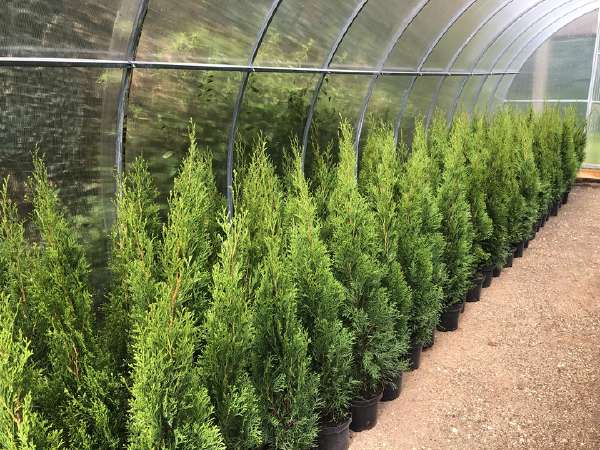 Tujos smaragd sodinimas kadagiai pušys pigiau - Skelbiu.lt