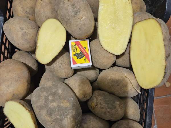 Maistinės bulvės ,sėklinio dydžio yra ir pašarinių - Skelbiu.lt