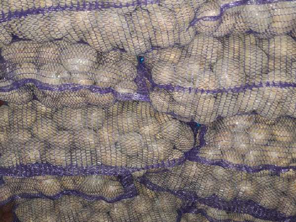 Bulvės - Skelbiu.lt