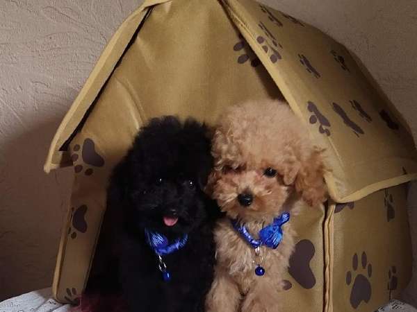 suniukai toy pudeliai skelbimai - Skelbiu.lt