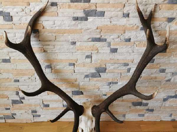 Elnio ragai - Skelbiu.lt