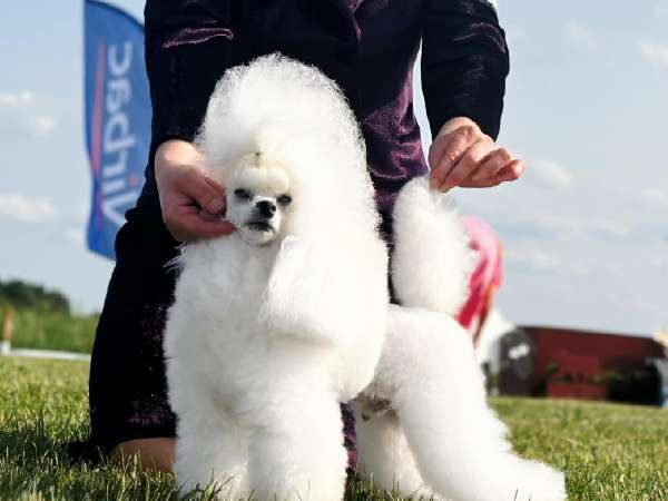 toy pudeliu skelbimai - Skelbiu.lt