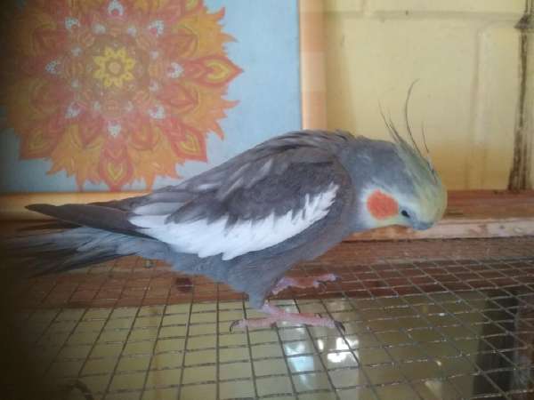 nimfos skelbimai - Skelbiu.lt