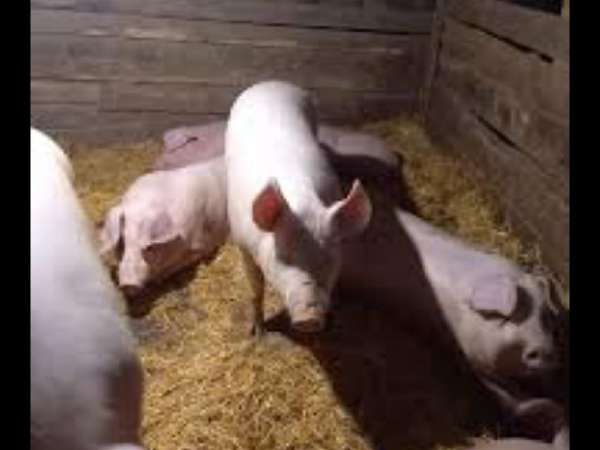 kiaules skelbimai - Skelbiu.lt