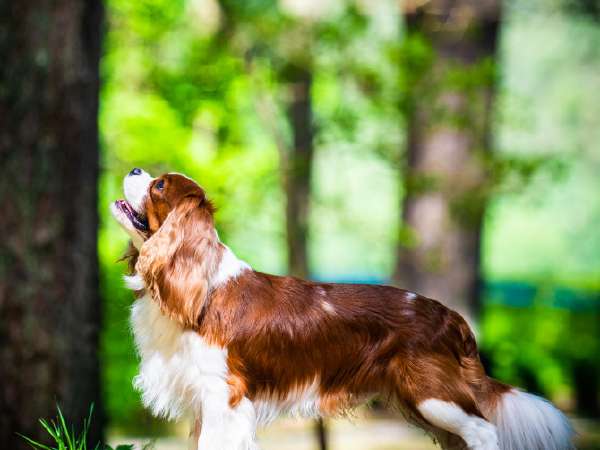 Kavalieriaus Karaliaus Karolio spanielis - Skelbiu.lt