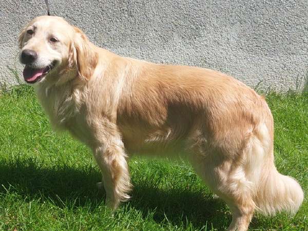 Auksaspalvis retriveris ieško panelės. - Skelbiu.lt