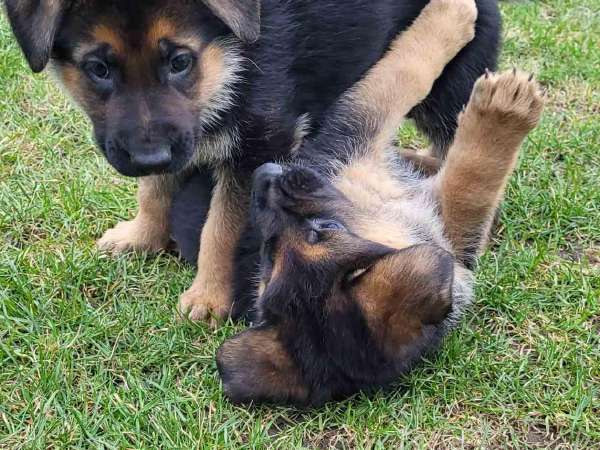 Vokiečių aviganių šuniukai veislyne Lyderio kodas - Skelbiu.lt