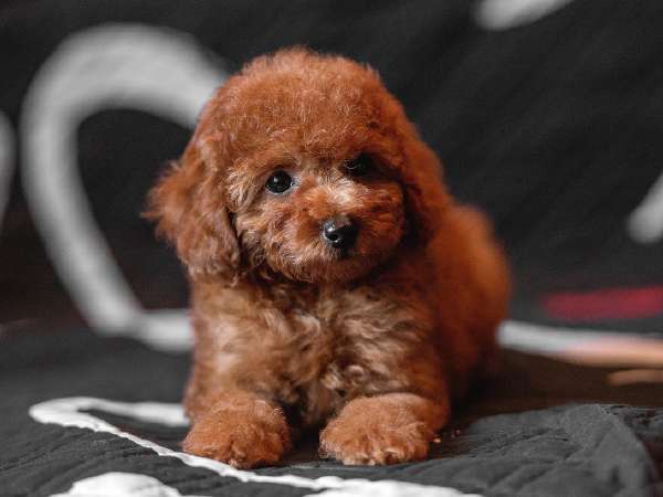 toy pudeliai skelbimai - Skelbiu.lt