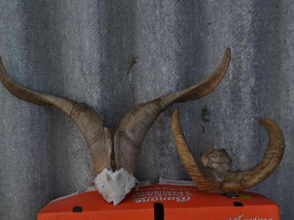 ozio ragai skelbimai - Skelbiu.lt