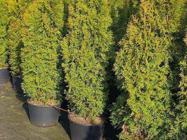 Tujos sodinukai gyvatvorei Smaragd vazonėliuose - Skelbiu.lt