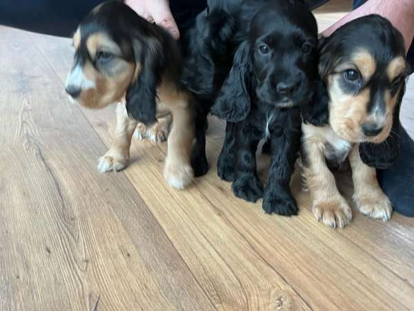 Amerikiečių kokerspanieliai - Skelbiu.lt