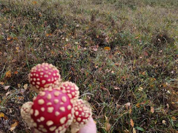 dziovintos musmires skelbimai - Skelbiu.lt