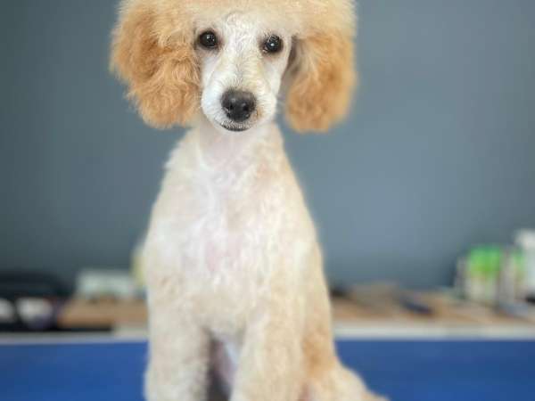 Pudeliai šunys - Skelbiu.lt