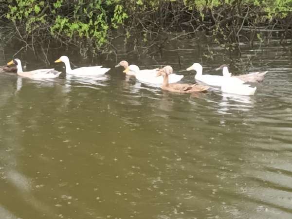 begikes skelbimai - Skelbiu.lt