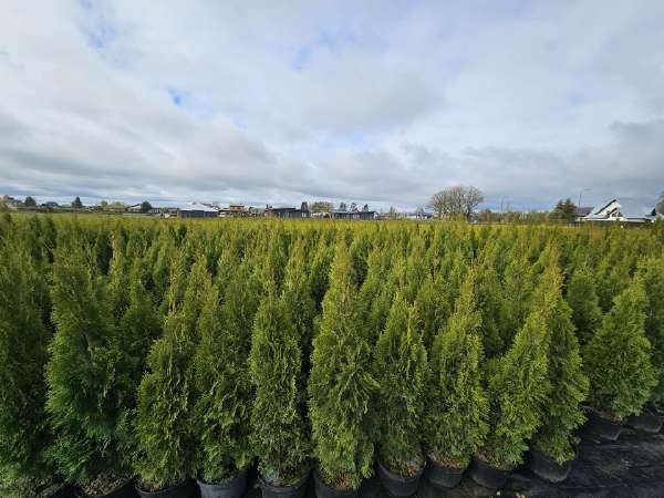 tujos smaragd vilniaus r skelbimai - Skelbiu.lt